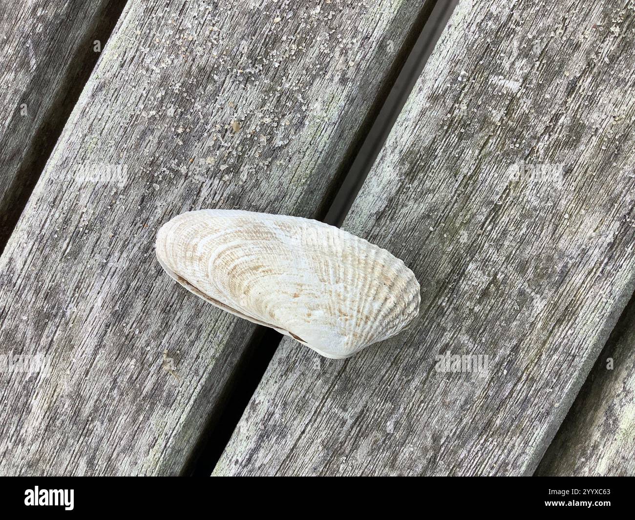 False Angelwing (Petricolaria pholadiformis Stock Photo - Alamy