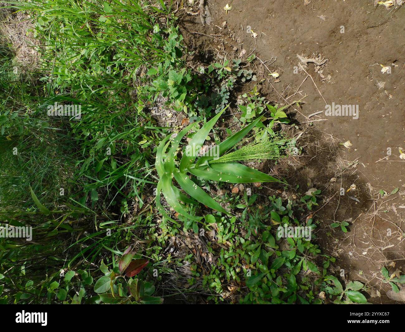 bristlegrasses, rosette grasses, barnyard grasses, and allies (Paniceae ...
