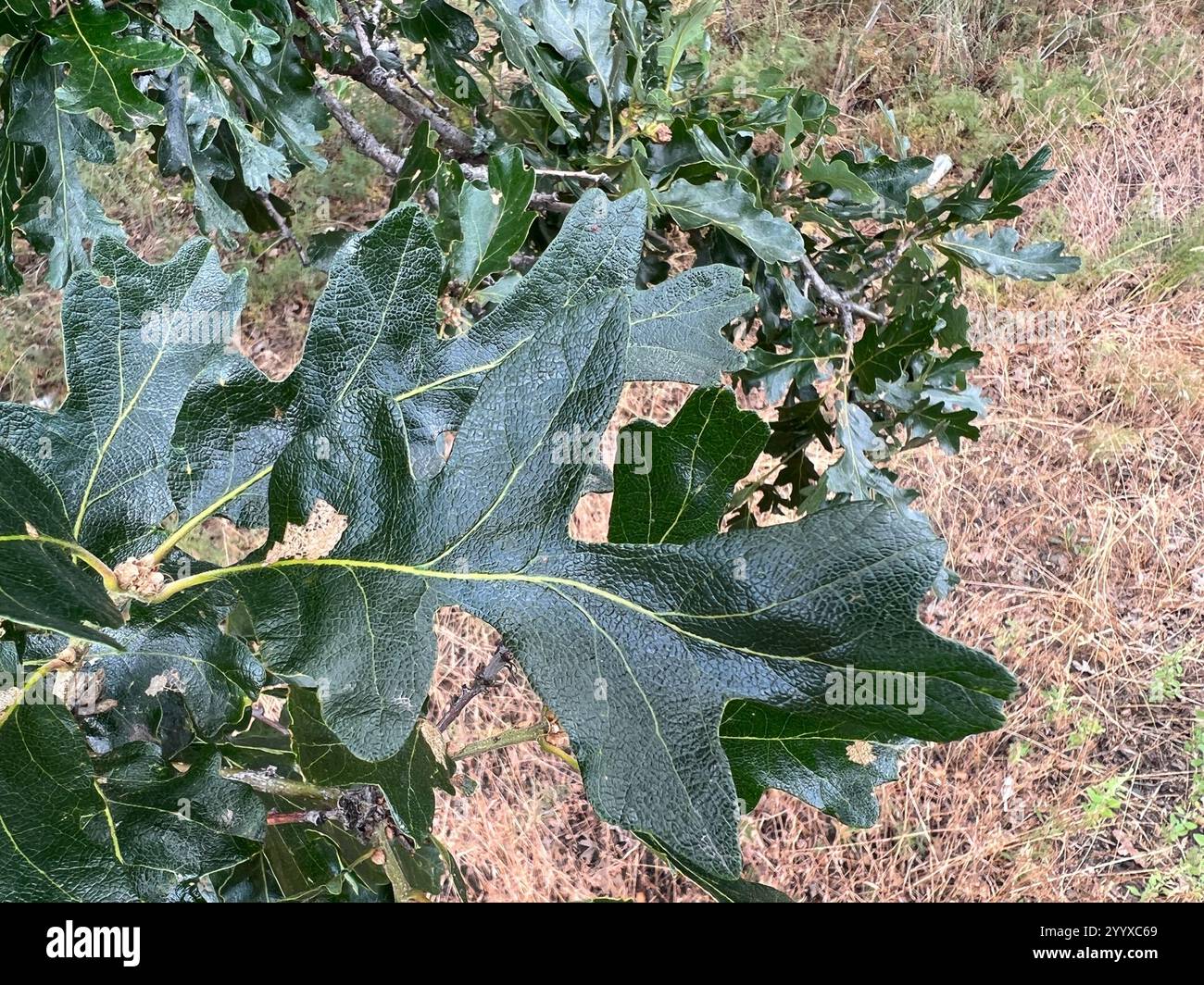 Oregon oak (Quercus garryana Stock Photo - Alamy