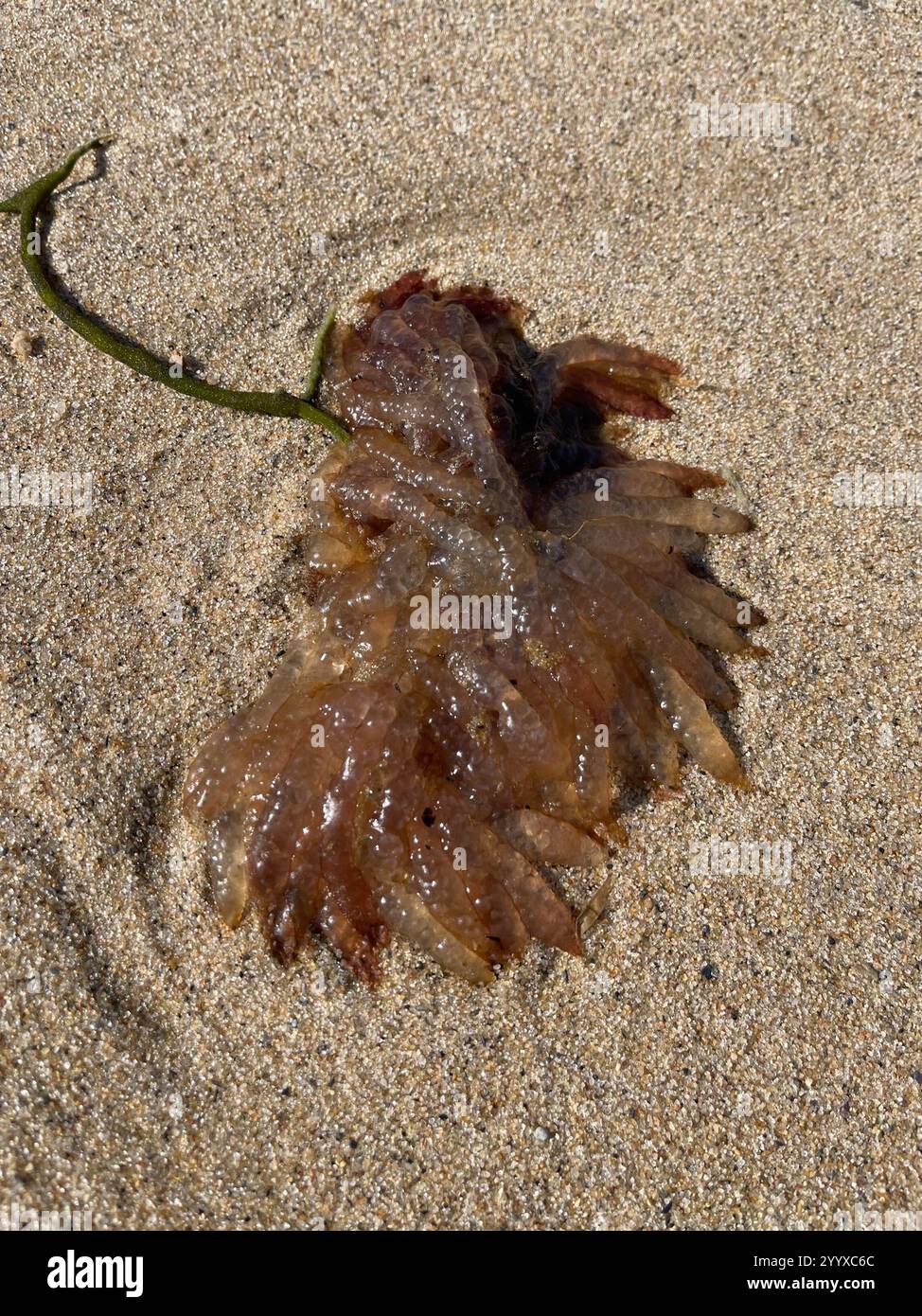 Longfin Inshore Squid (Doryteuthis pealeii Stock Photo - Alamy