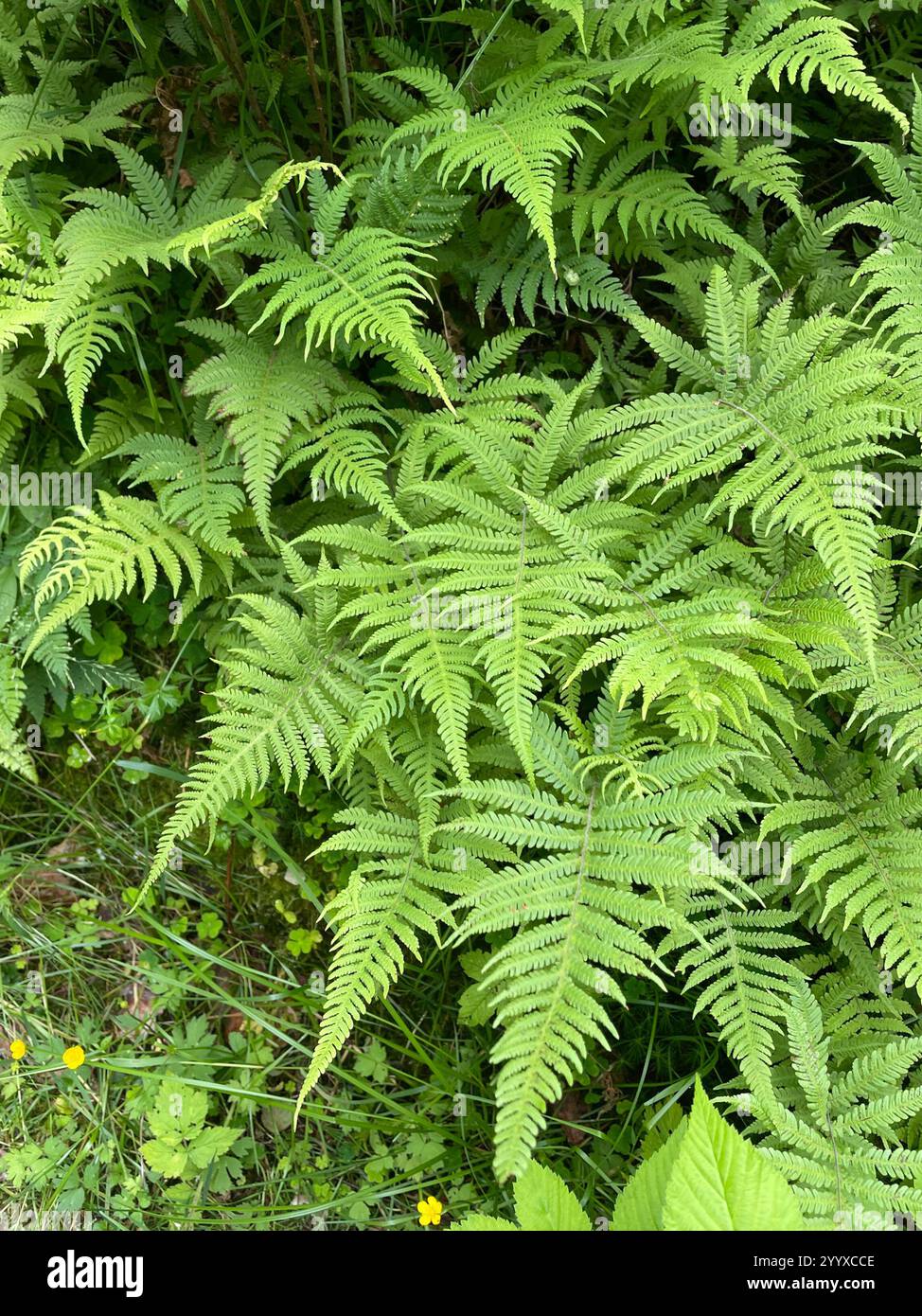 long beech fern (Phegopteris connectilis Stock Photo - Alamy