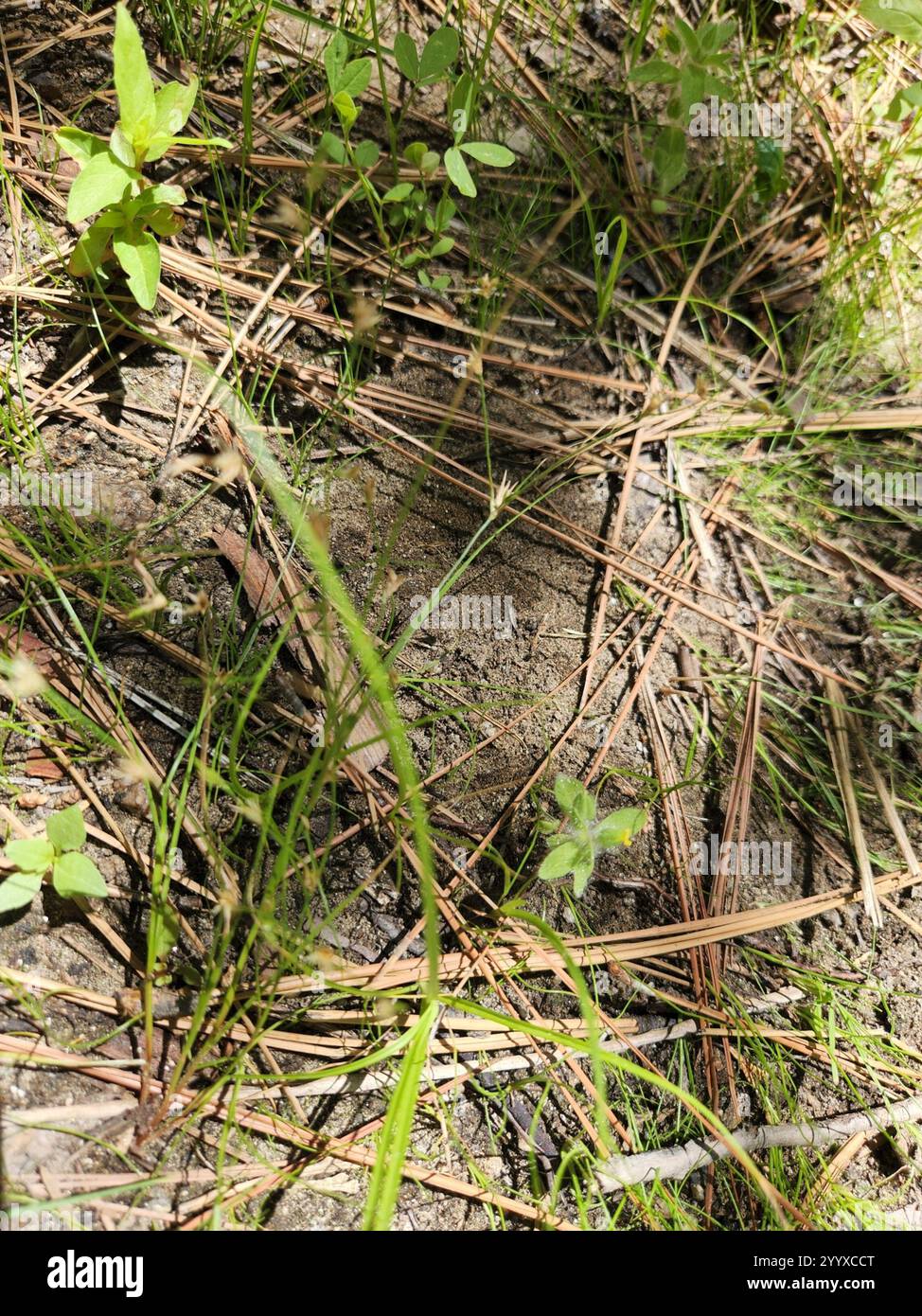 Toad rush (Juncus bufonius Stock Photo - Alamy