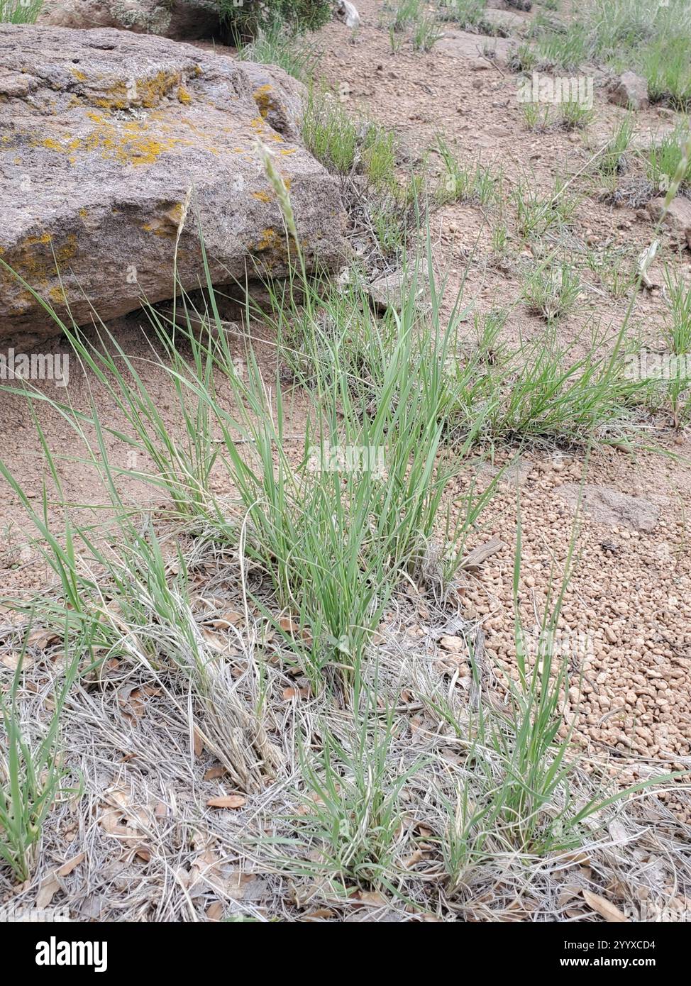 James' Galleta (Hilaria jamesii Stock Photo - Alamy