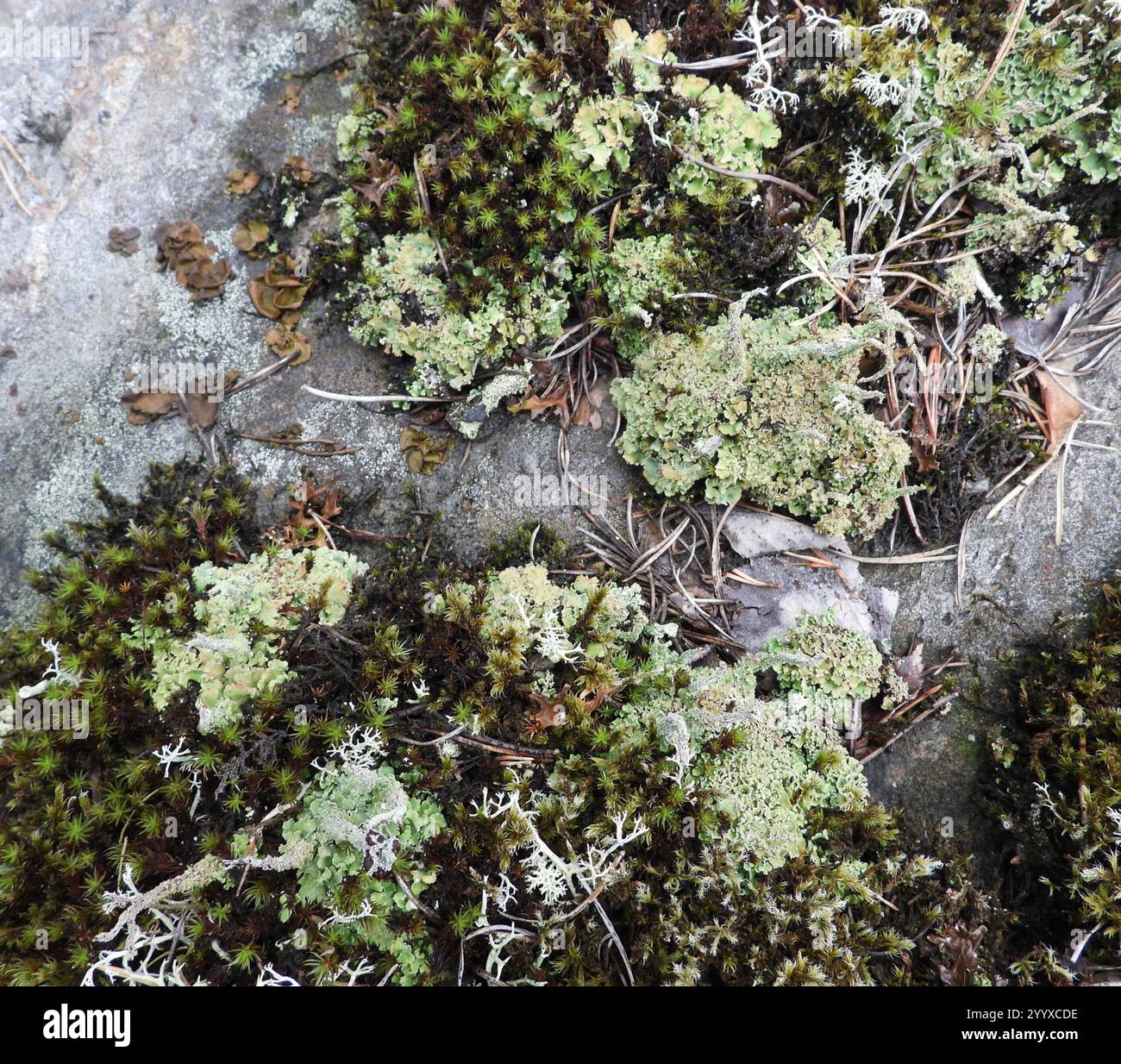Fig-leaved Pixie Lichen (Cladonia macrophylla Stock Photo - Alamy