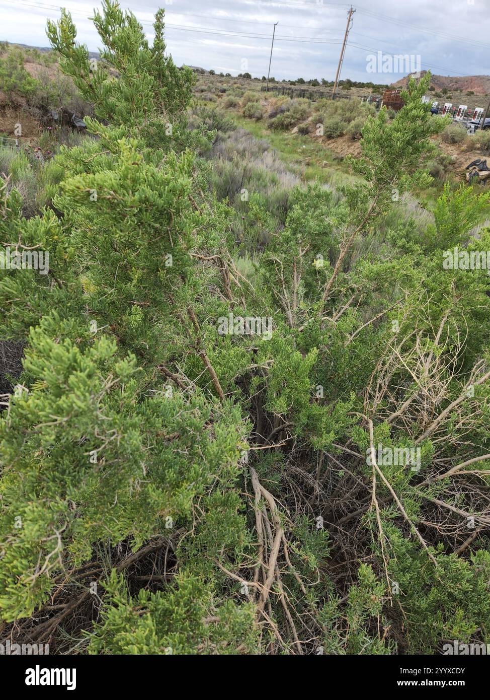 Sarcobatus vermiculatus hi-res stock photography and images - Alamy