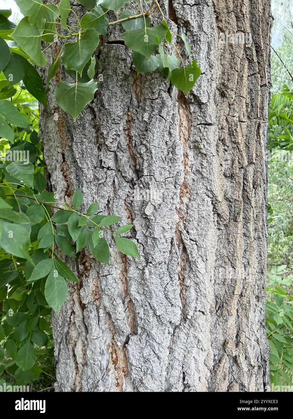 Plains cottonwood (Populus deltoides monilifera Stock Photo - Alamy