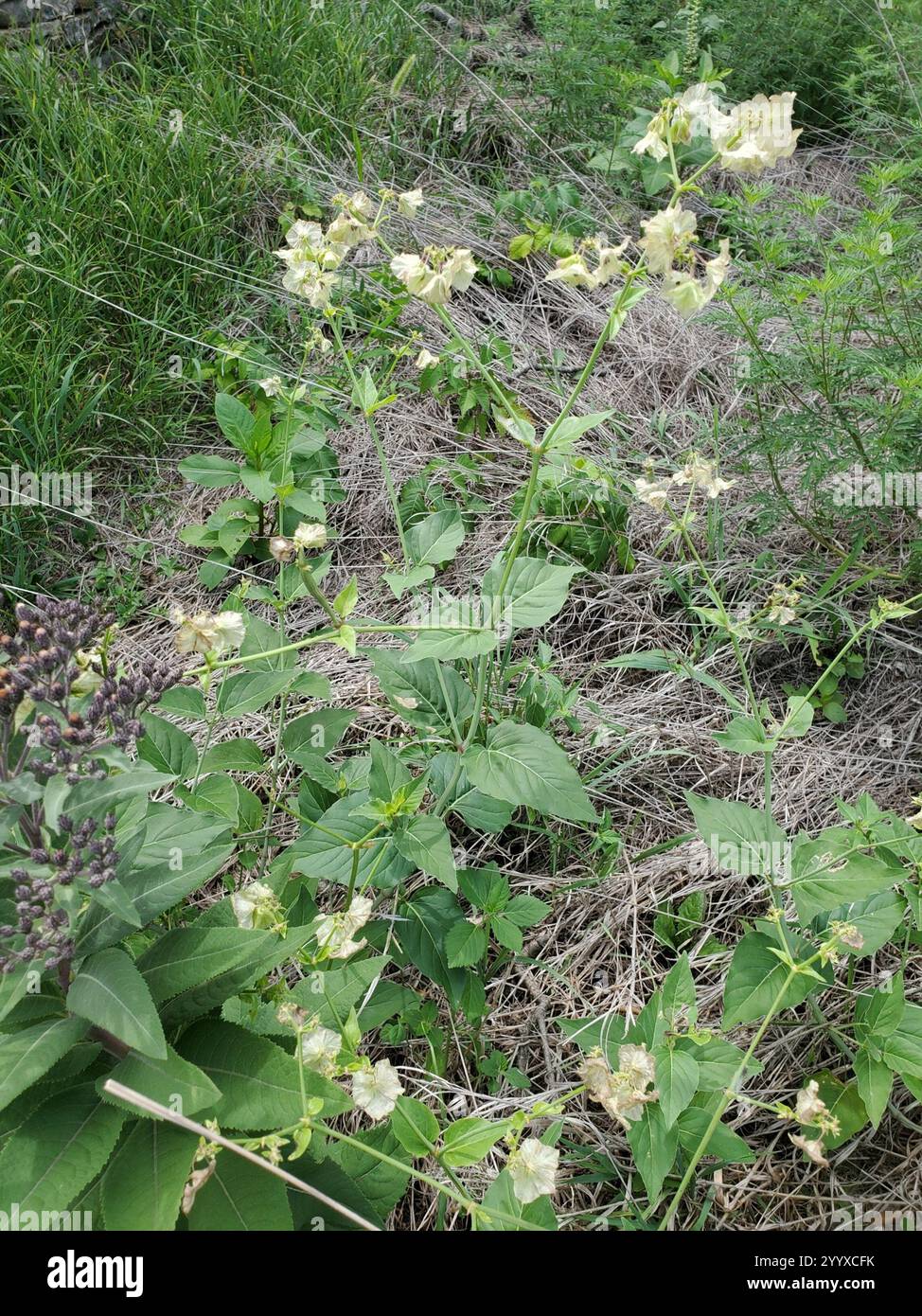 Wild Four o'Clock (Mirabilis nyctaginea Stock Photo - Alamy