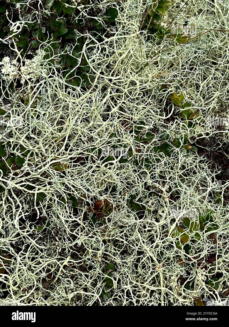 Alectoria ochroleuca hi-res stock photography and images - Alamy
