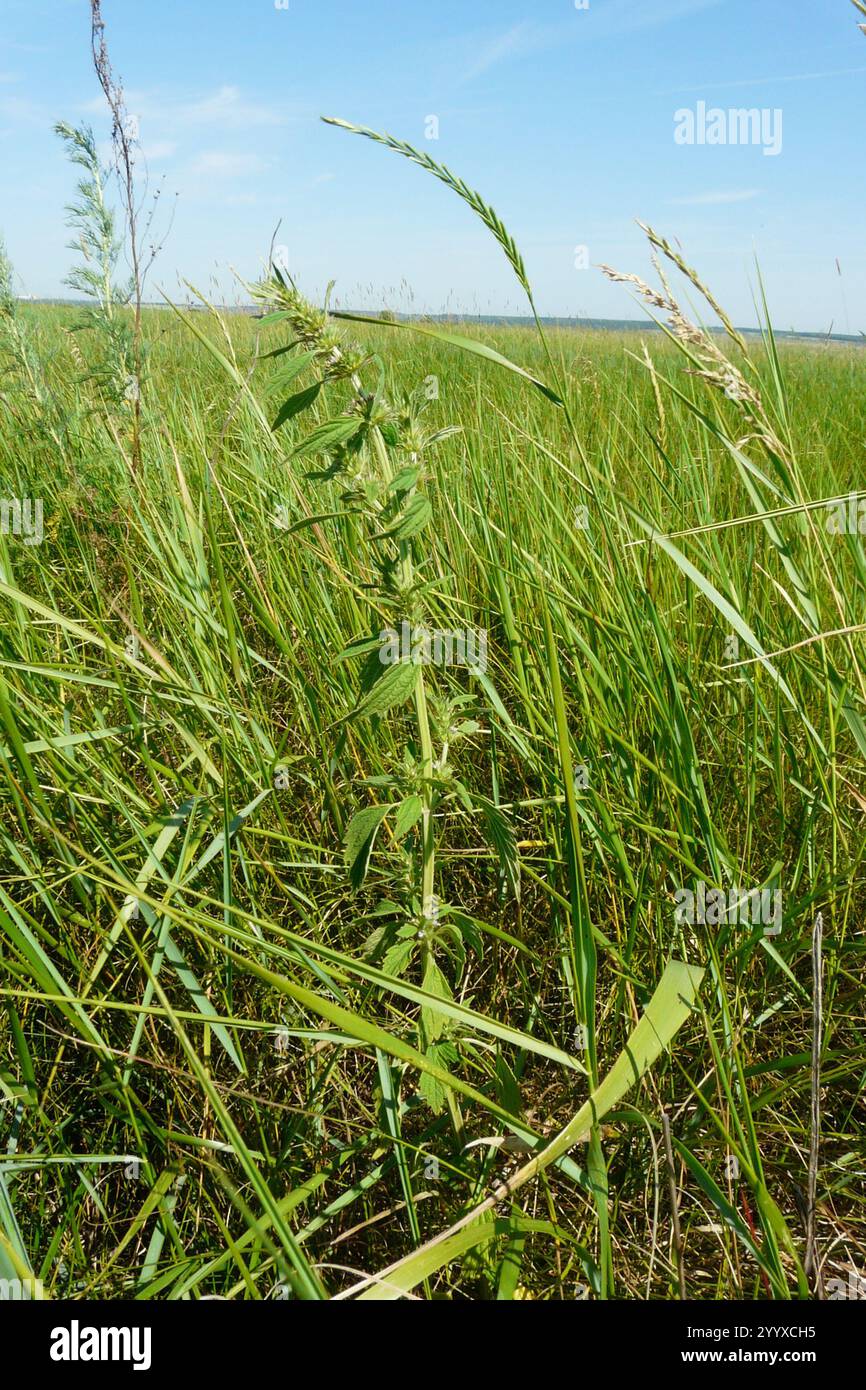 False Motherwort (Chaiturus marrubiastrum Stock Photo - Alamy