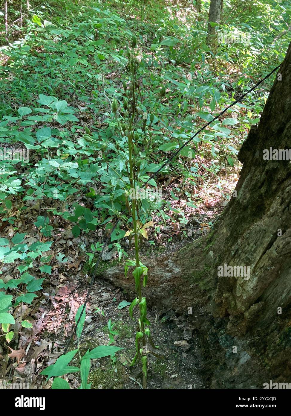 American columbo (Frasera caroliniensis Stock Photo - Alamy