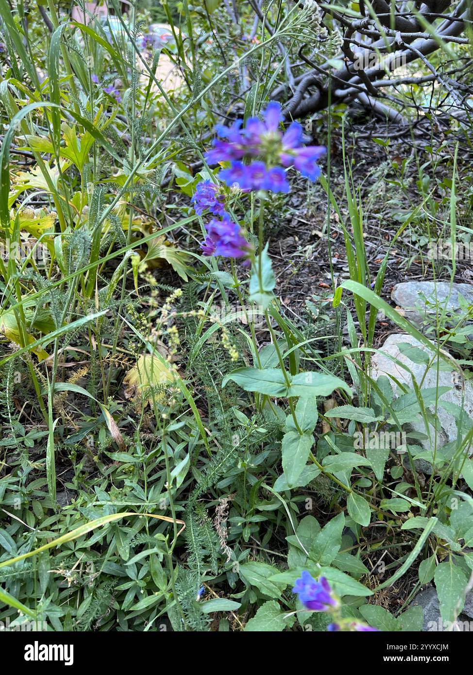Penstemon serrulatus hi-res stock photography and images - Alamy