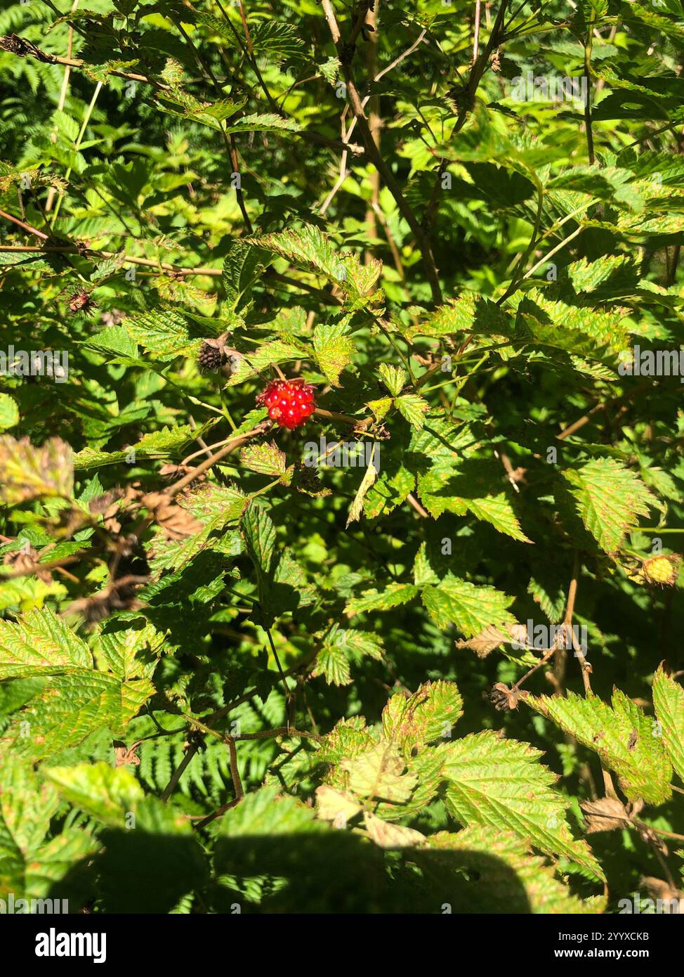 Salmonberry (Rubus spectabilis Stock Photo - Alamy