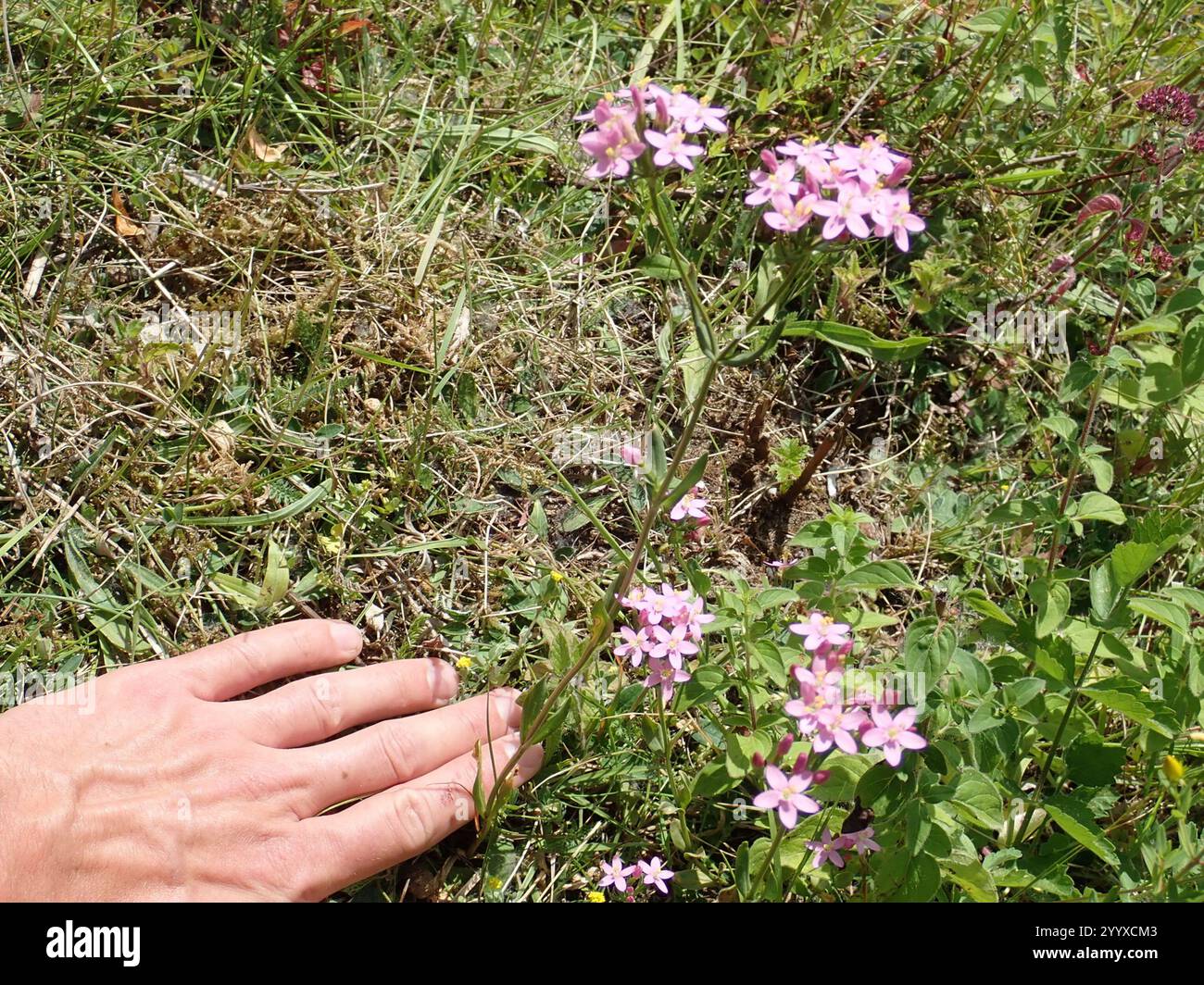 Lesser Centaury (Centaurium pulchellum Stock Photo - Alamy