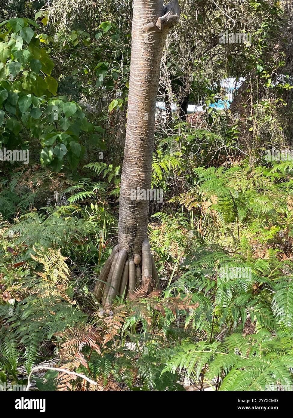 thatch screwpine (Pandanus tectorius Stock Photo - Alamy