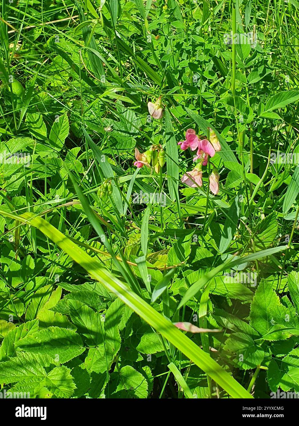 Narrow-leaved Everlasting-pea (Lathyrus sylvestris Stock Photo - Alamy
