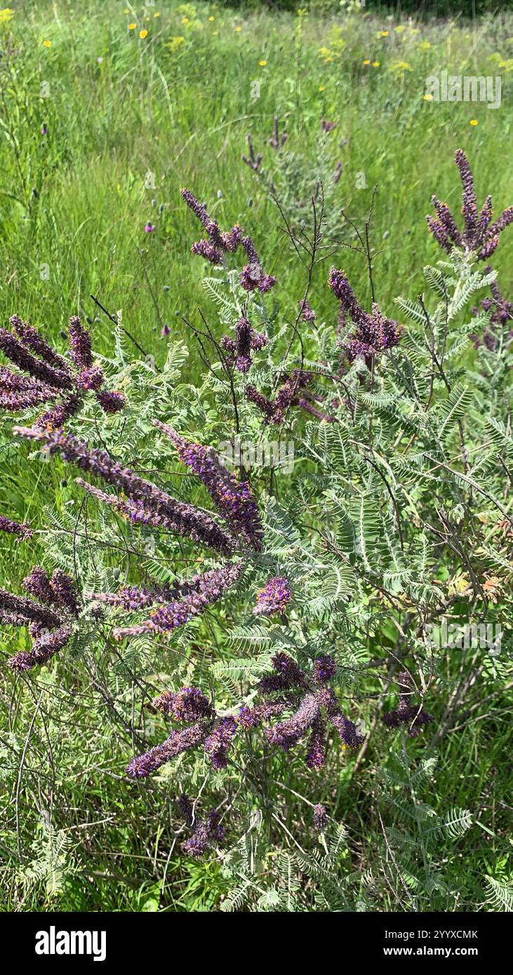 leadplant (Amorpha canescens Stock Photo - Alamy