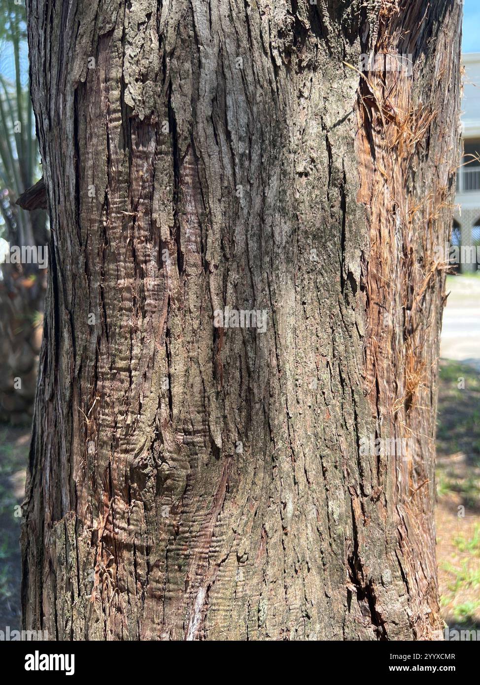 Southern Redcedar (Juniperus virginiana silicicola Stock Photo - Alamy
