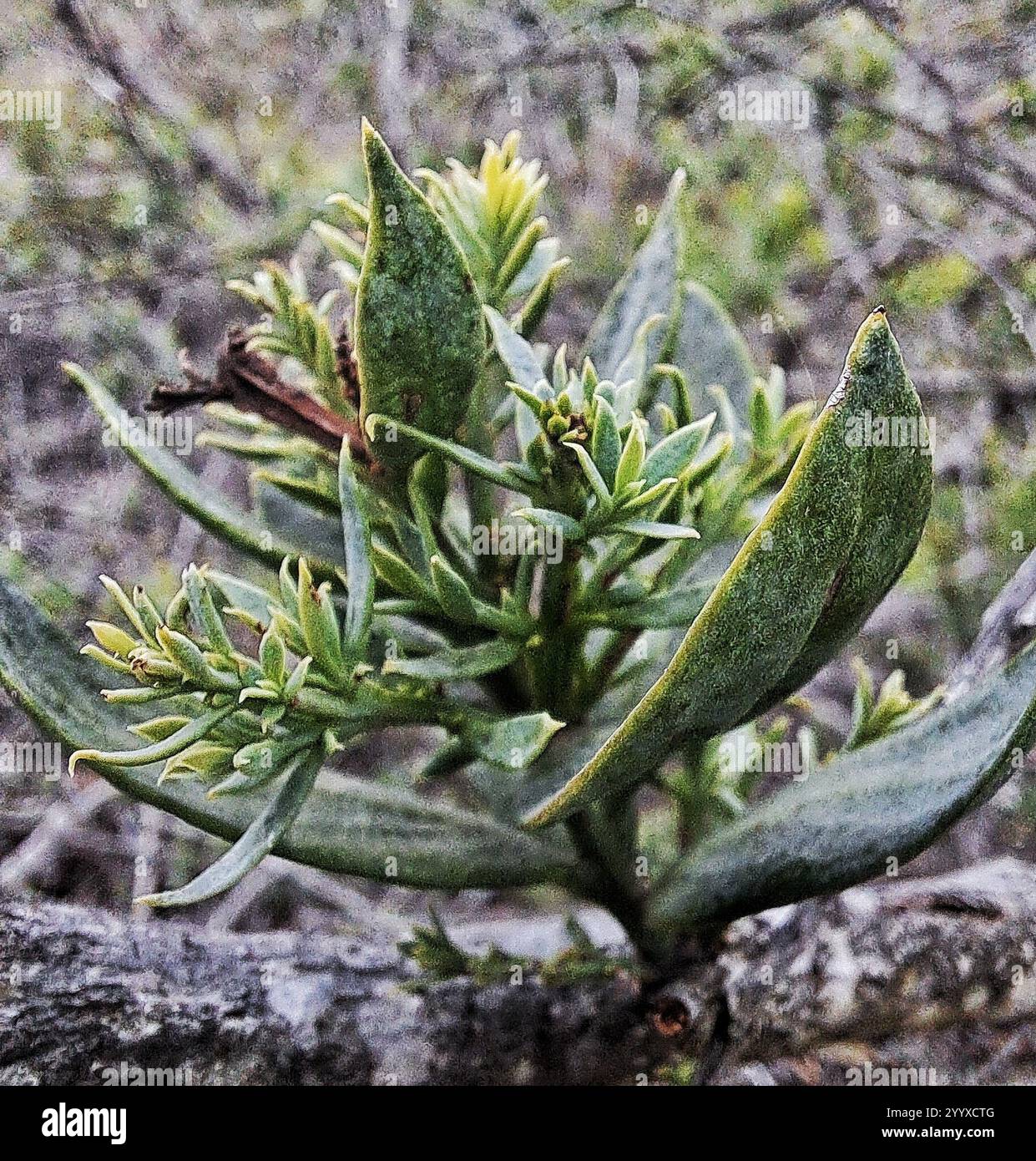 Cape Sumach (Colpoon compressum Stock Photo - Alamy