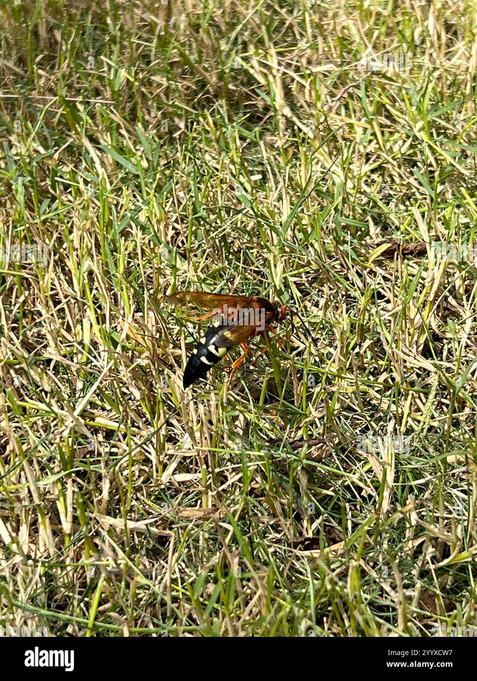 Eastern Cicada-killer Wasp (Sphecius speciosus Stock Photo - Alamy