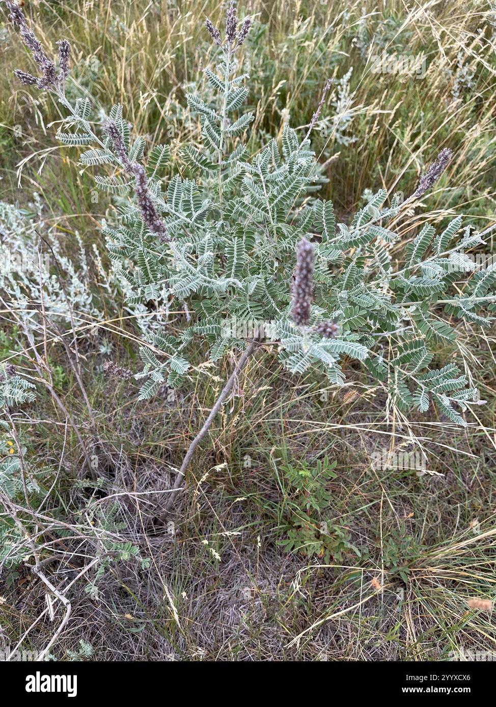 leadplant (Amorpha canescens Stock Photo - Alamy