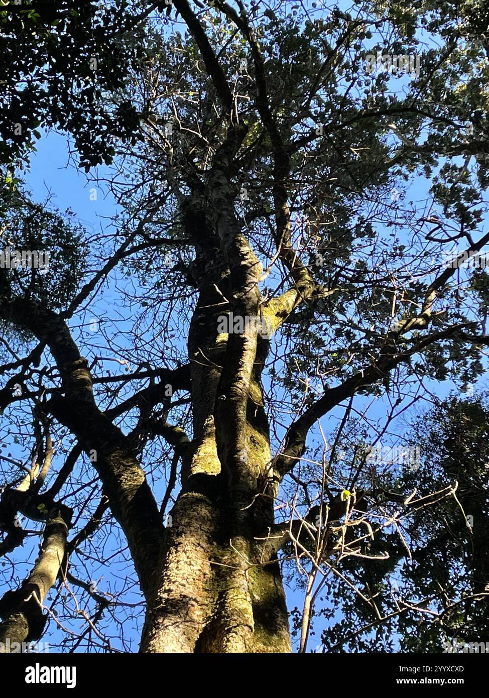 flowering plants (Angiospermae Stock Photo - Alamy