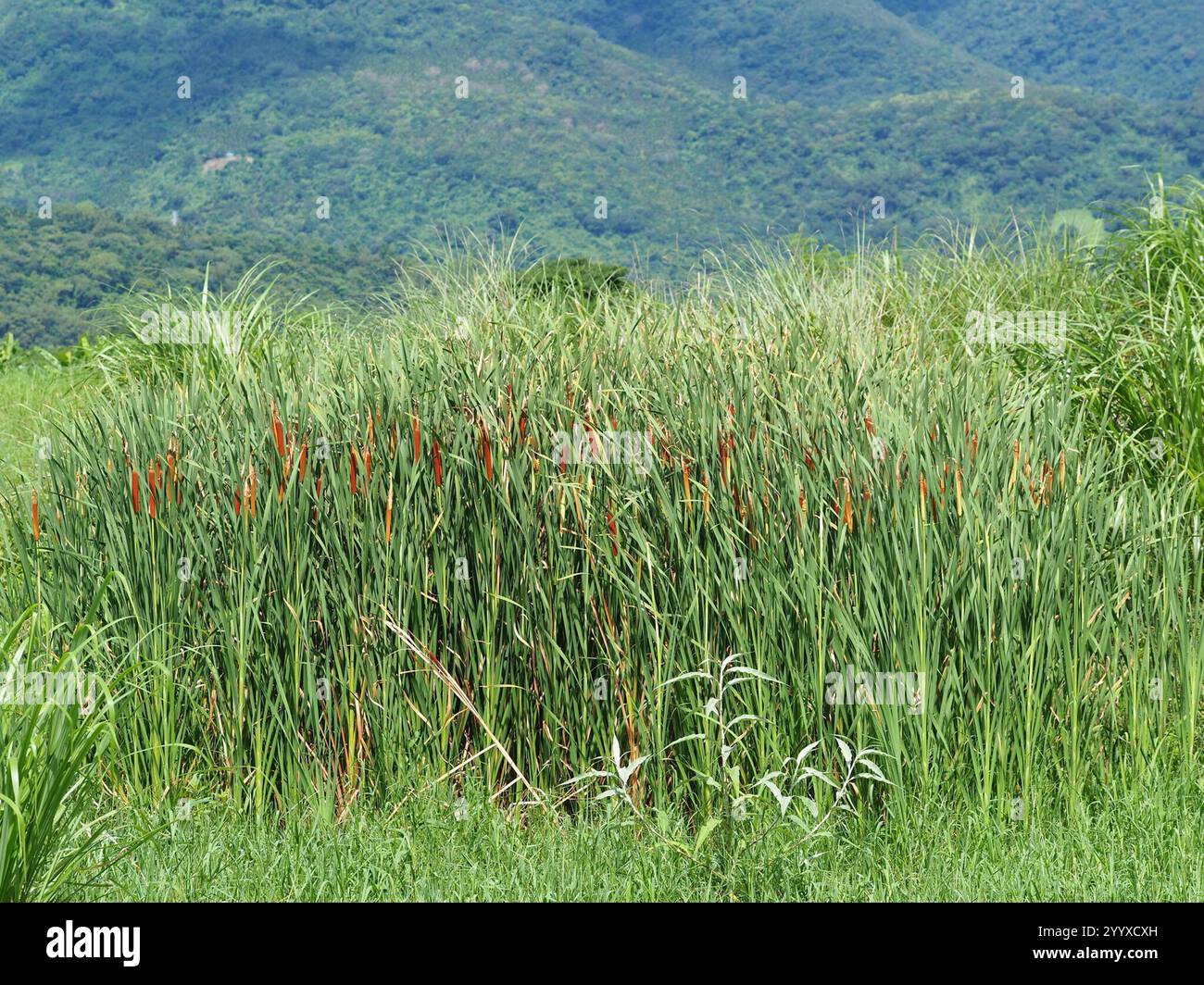 Typha orientalis hi-res stock photography and images - Alamy