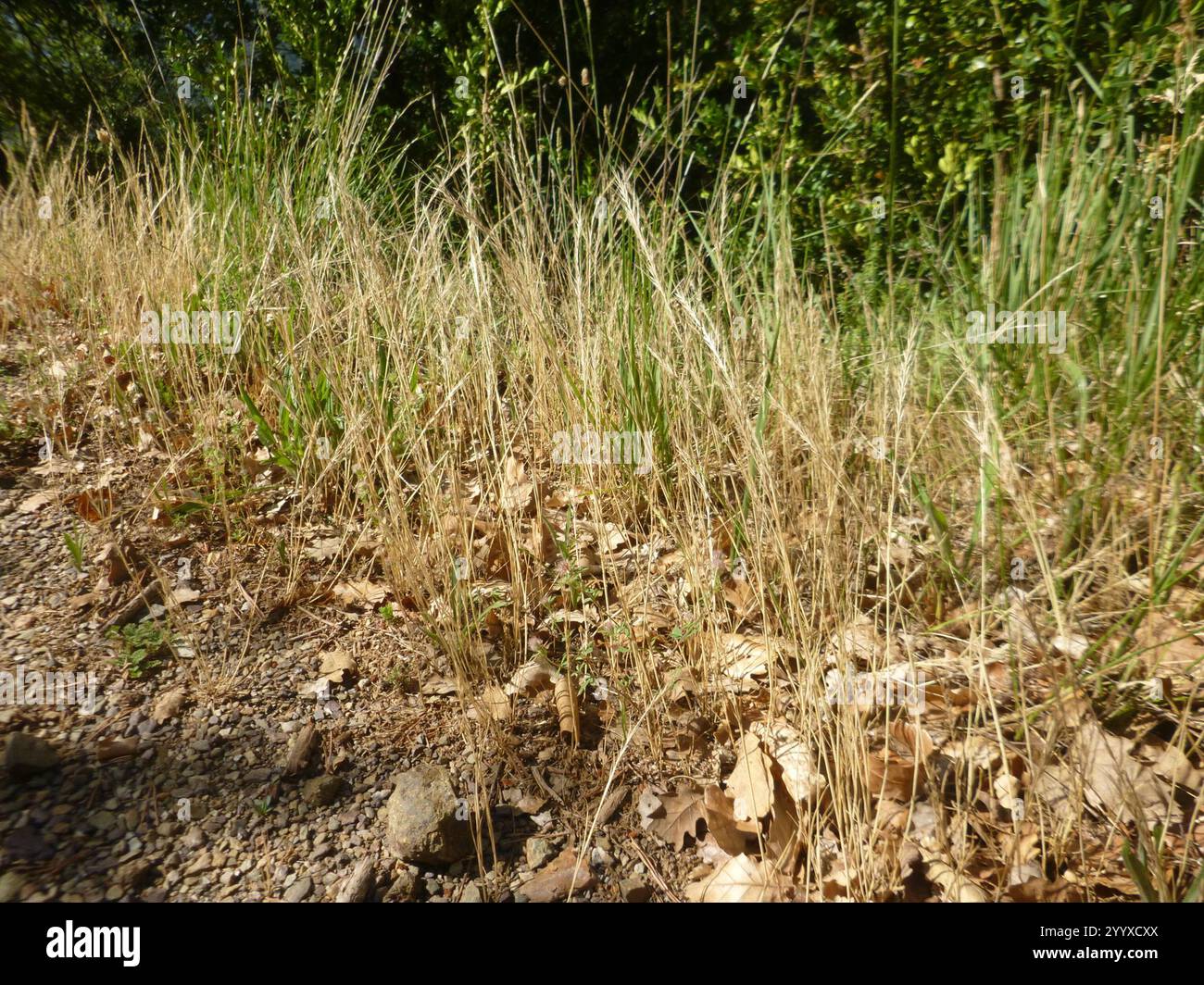 rattail sixweeks grass (Festuca myuros Stock Photo - Alamy