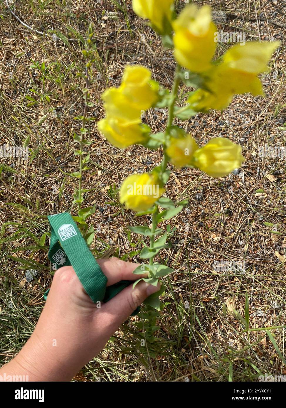 Balkan toadflax (Linaria dalmatica Stock Photo - Alamy