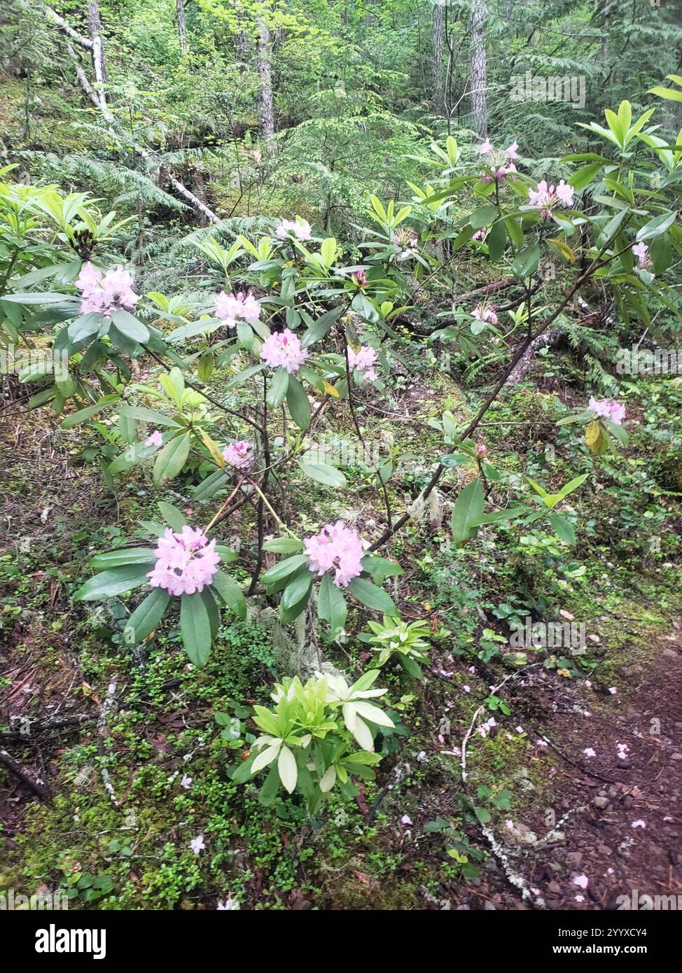 Pacific rhododendron (Rhododendron macrophyllum Stock Photo - Alamy