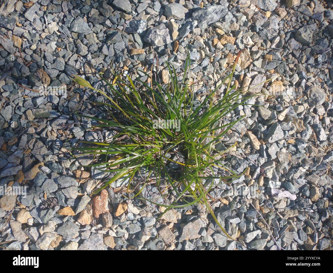 (Iris × thompsonii Stock Photo - Alamy