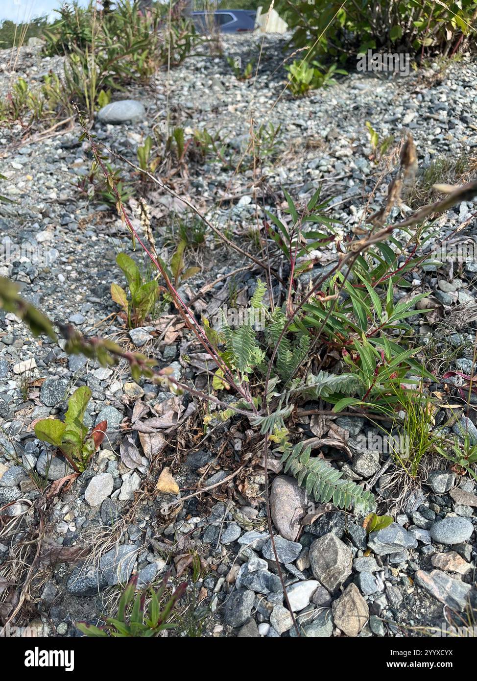 Blue Nodding Locoweed (Oxytropis deflexa sericea Stock Photo - Alamy