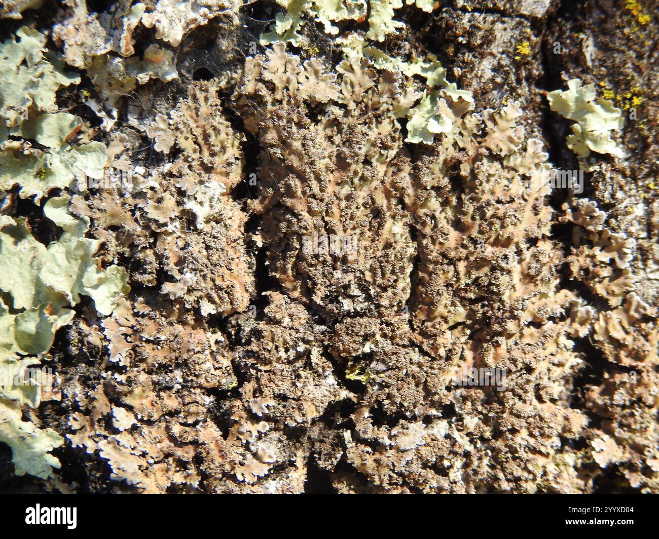 Blistered Camouflage Lichen (Xanthoparmelia loxodes Stock Photo - Alamy