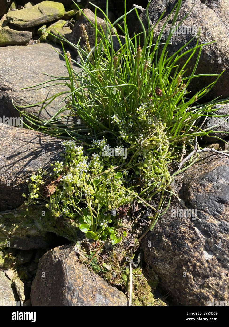 Scurvy grass (Cochlearia officinalis Stock Photo - Alamy