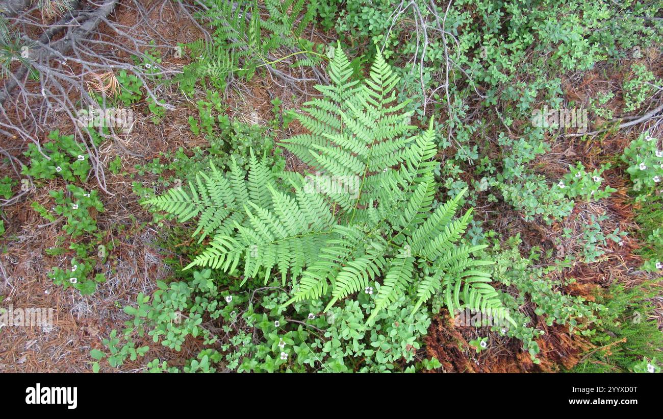 (Pteridium latiusculum japonicum Stock Photo - Alamy