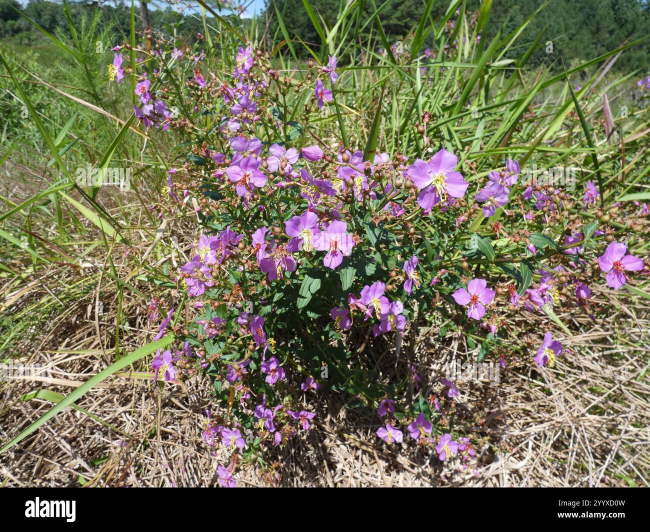 Virginia meadowbeauty (Rhexia virginica Stock Photo - Alamy