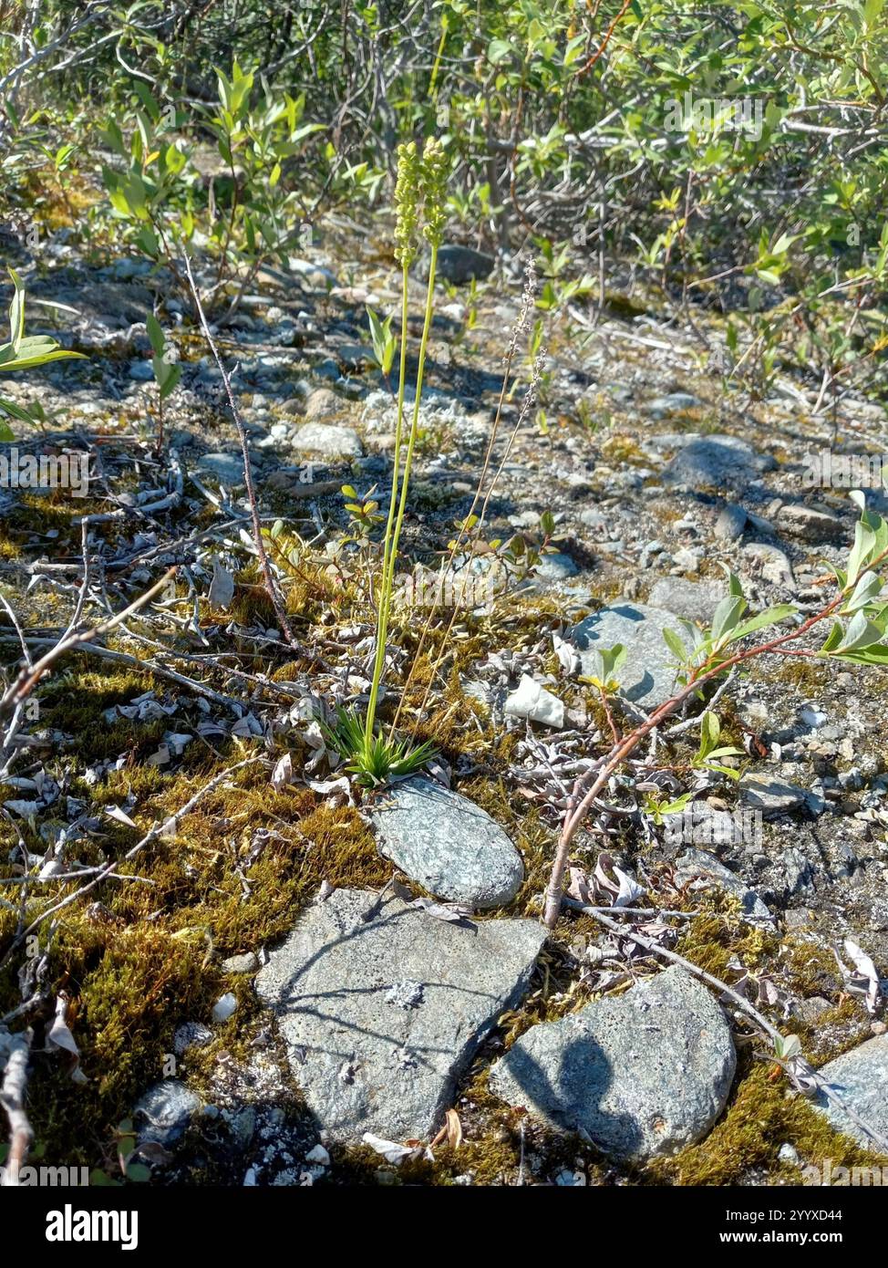 Tofieldia pusilla hi-res stock photography and images - Alamy