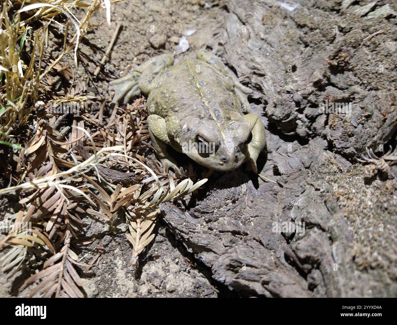 Western Toad (Anaxyrus boreas Stock Photo - Alamy