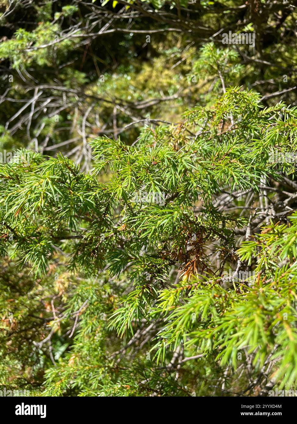 common juniper (Juniperus communis Stock Photo - Alamy