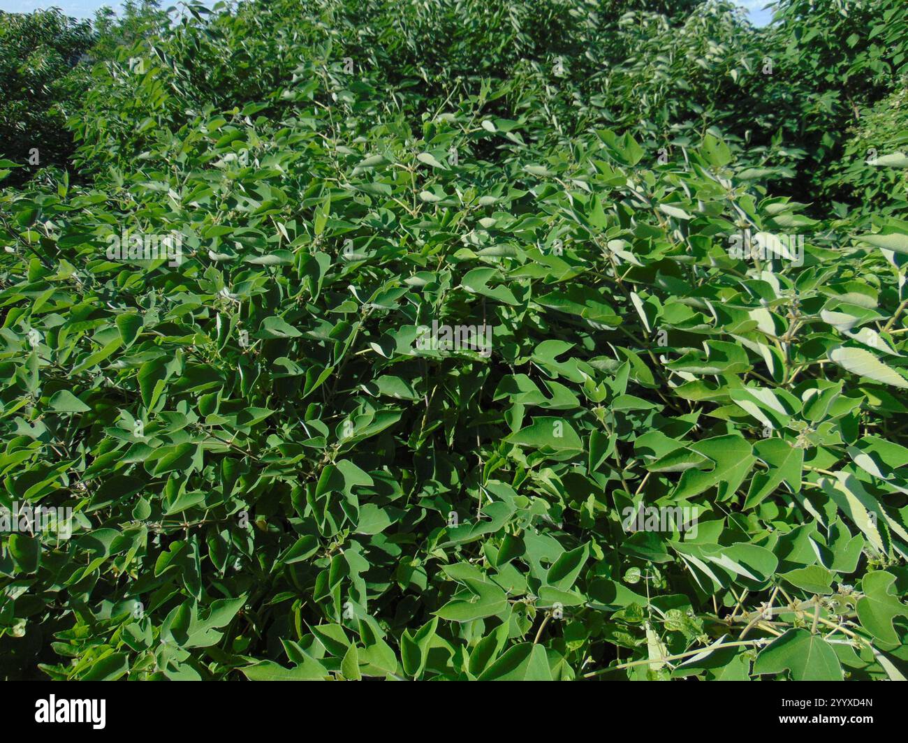 Paper mulberry (Broussonetia papyrifera Stock Photo - Alamy