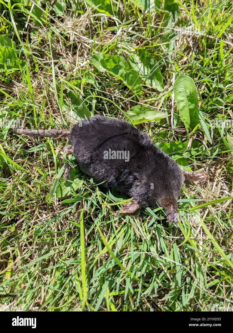 Star-nosed Mole (Condylura cristata Stock Photo - Alamy