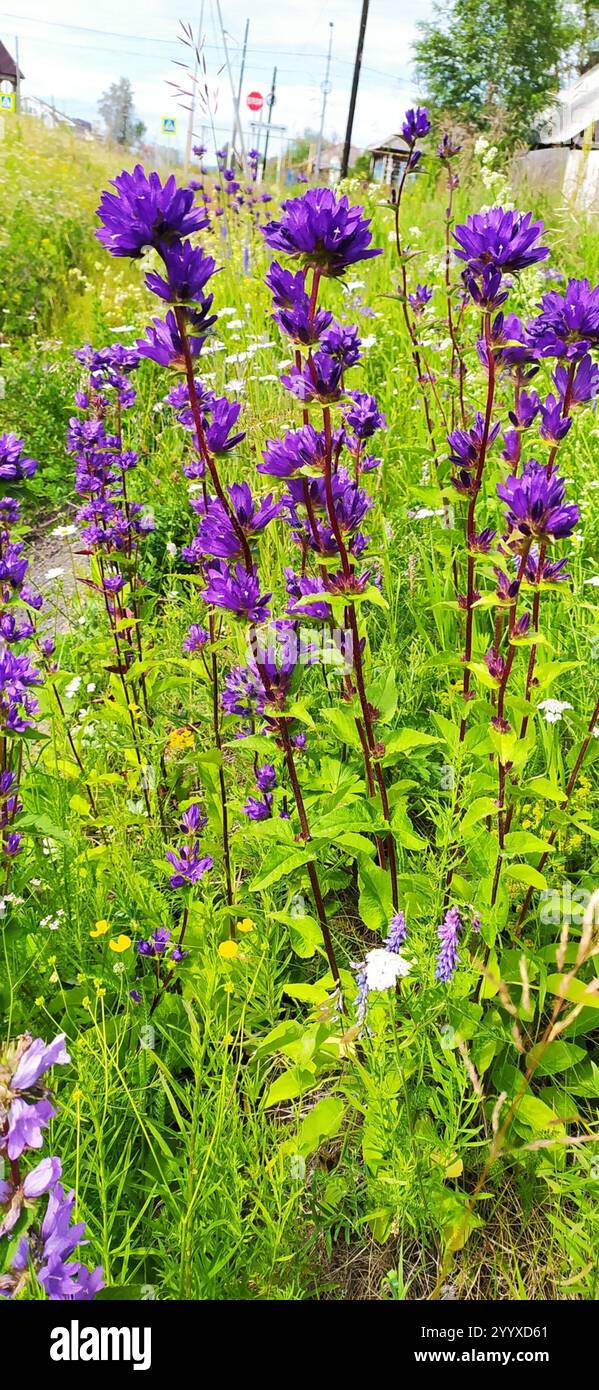 clustered bellflower (Campanula glomerata Stock Photo - Alamy