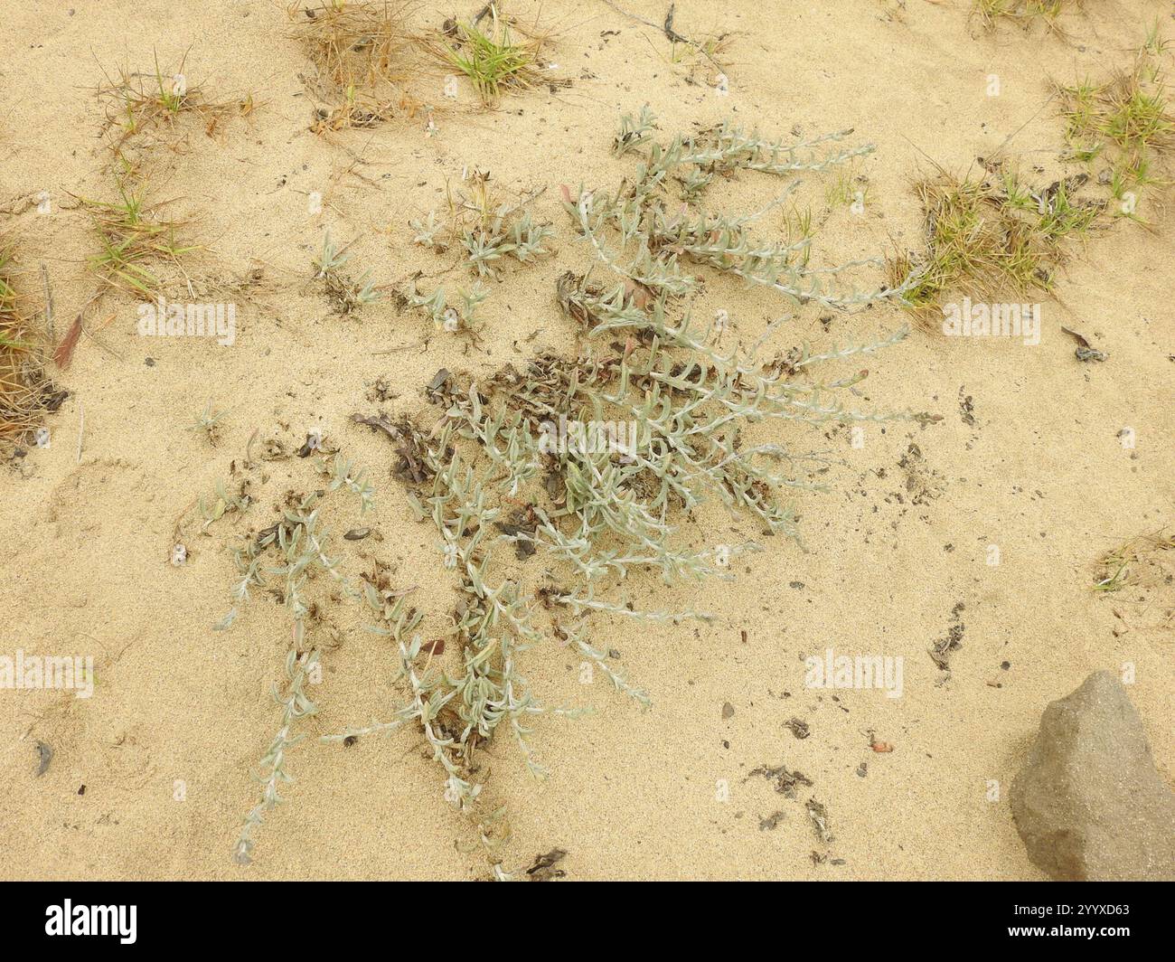 California Aster (Corethrogyne filaginifolia Stock Photo - Alamy