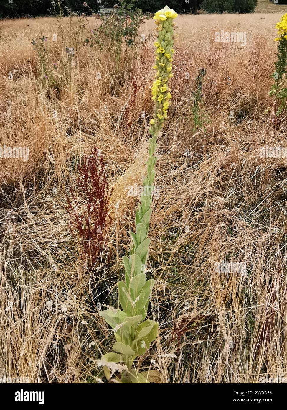 great mullein (Verbascum thapsus Stock Photo - Alamy