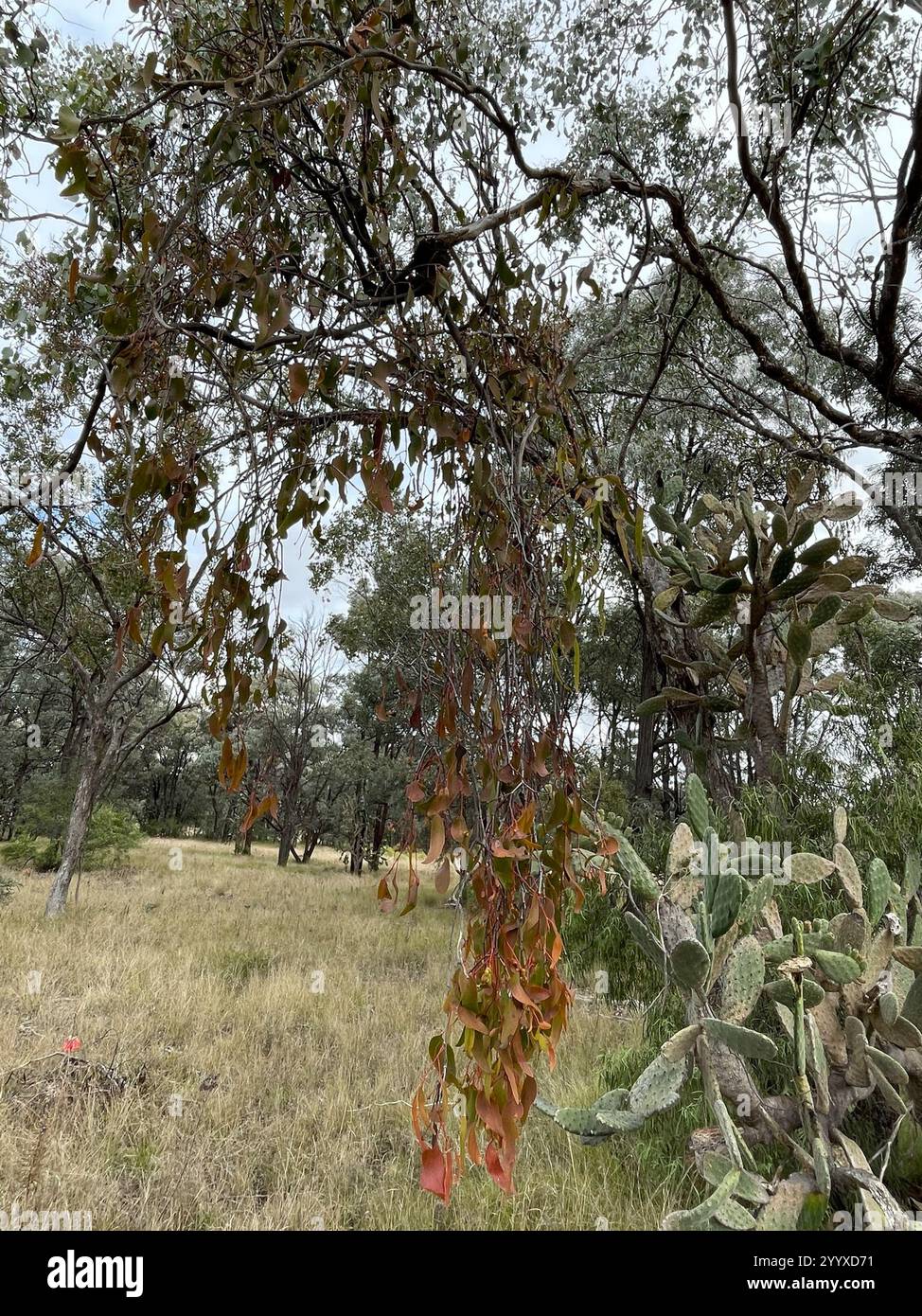 Box Mistletoe (Amyema miquelii Stock Photo - Alamy