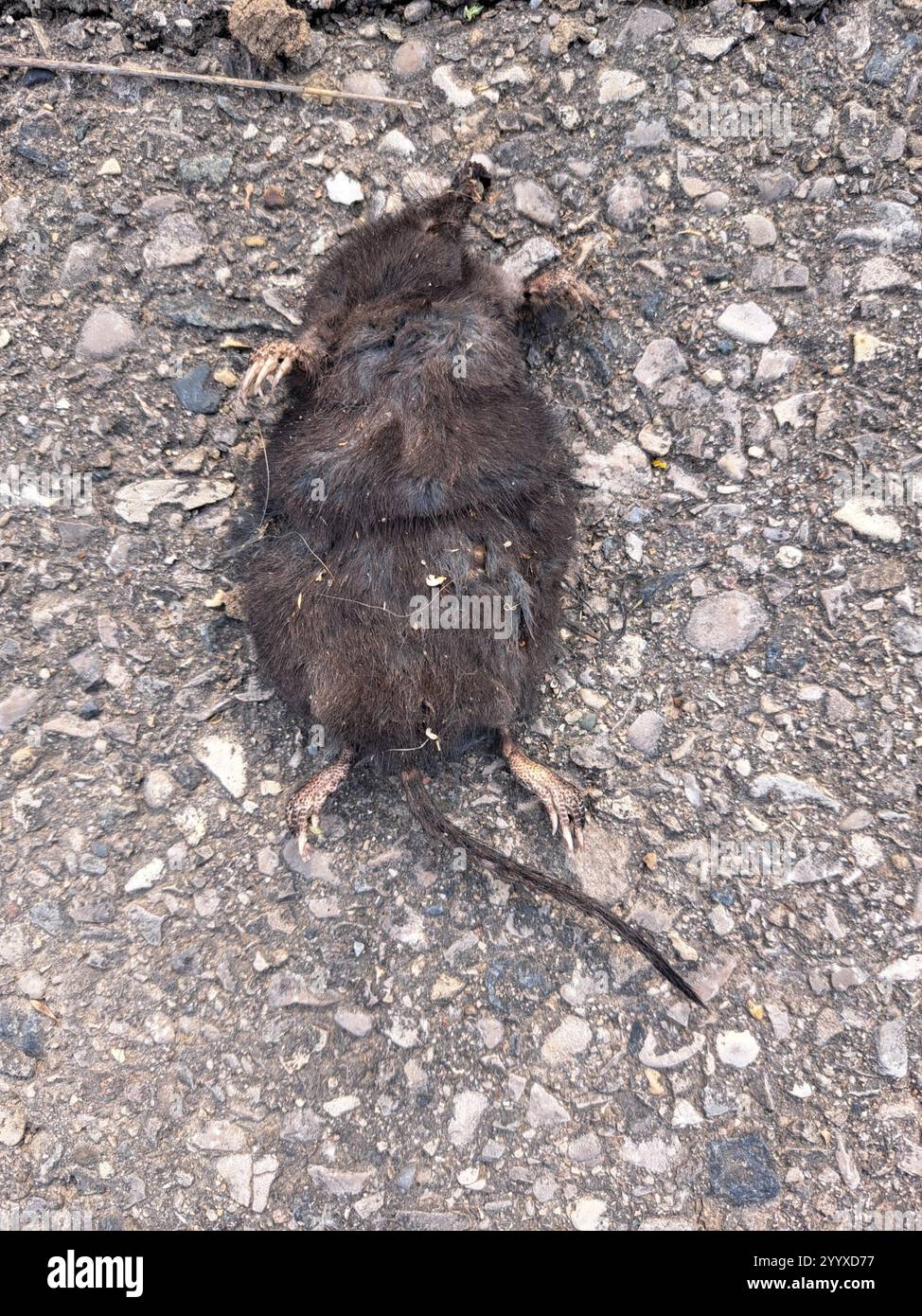 Star-nosed Mole (Condylura cristata Stock Photo - Alamy