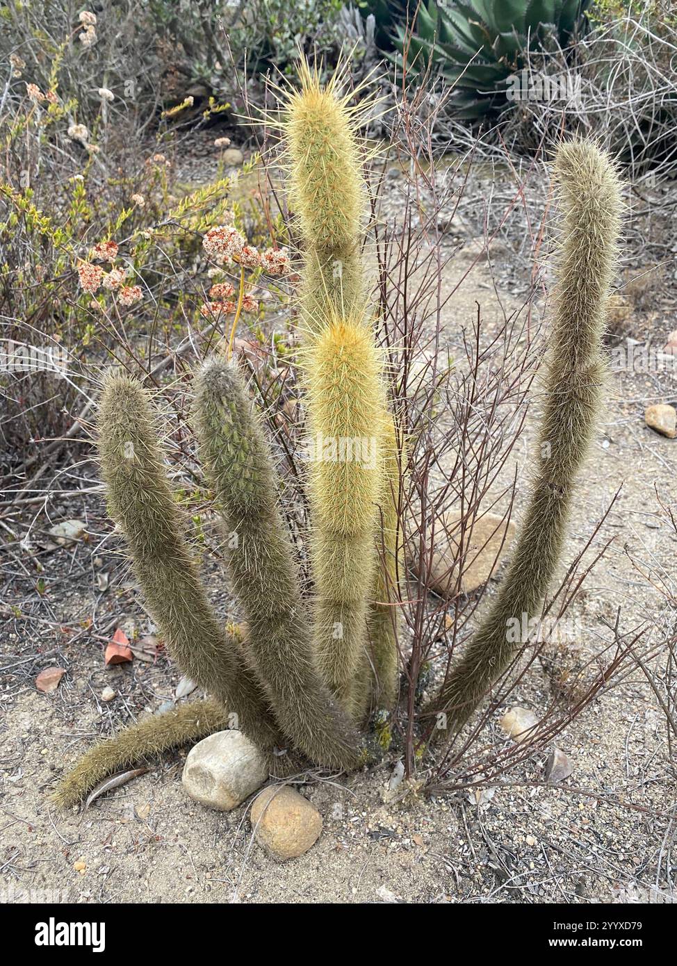 Golden-spined Cereus (Bergerocactus emoryi Stock Photo - Alamy