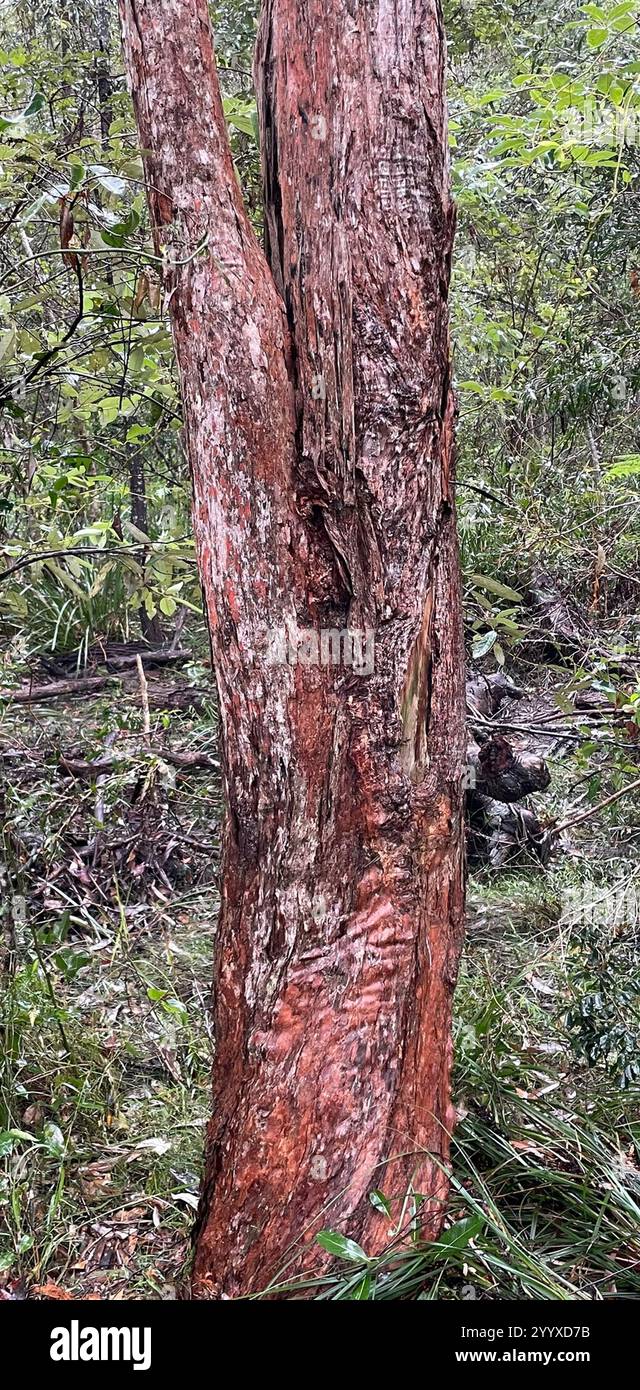 Tallowwood (Eucalyptus microcorys Stock Photo - Alamy