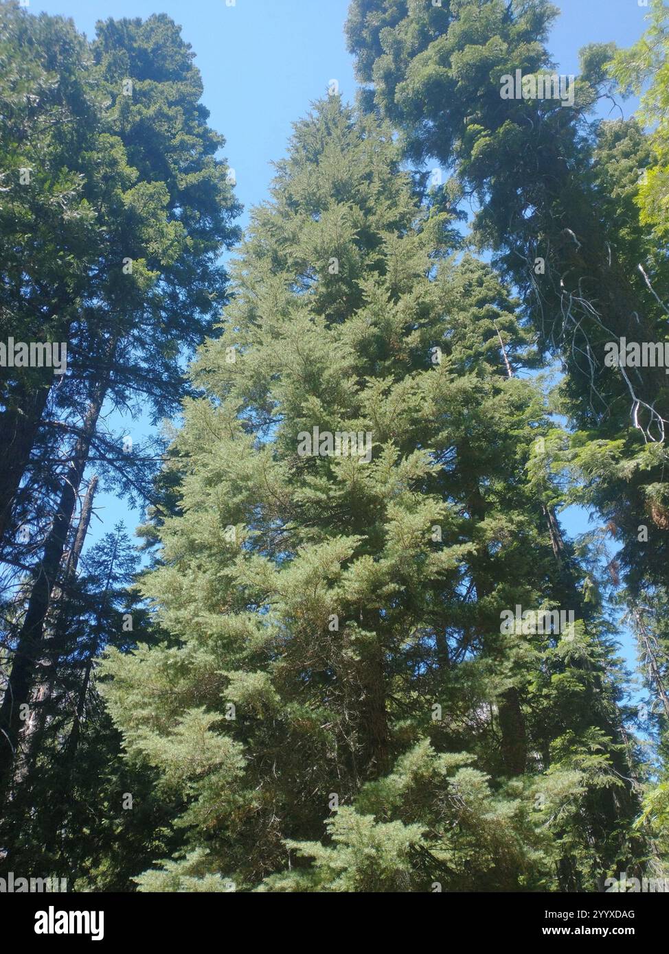 mountain hemlock (Tsuga mertensiana Stock Photo - Alamy