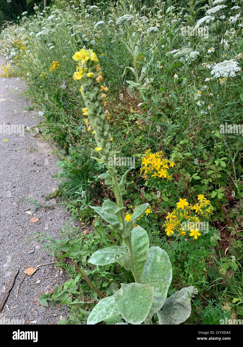 great mullein (Verbascum thapsus Stock Photo - Alamy