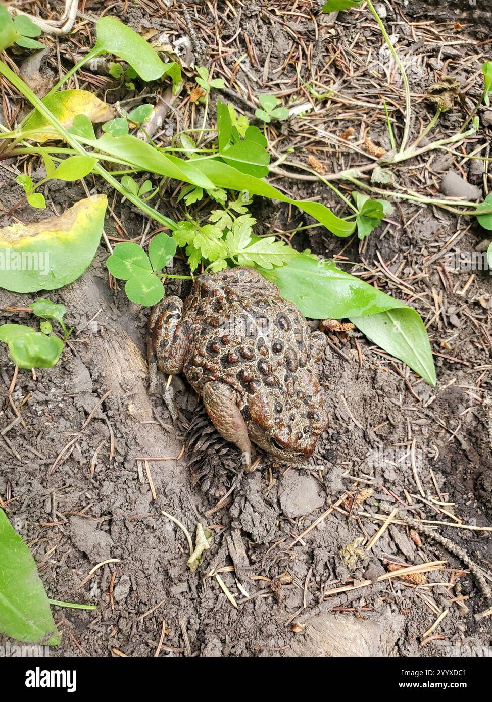 Western Toad (Anaxyrus boreas Stock Photo - Alamy